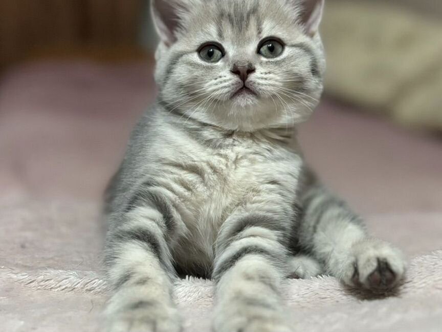 Шотладские котята