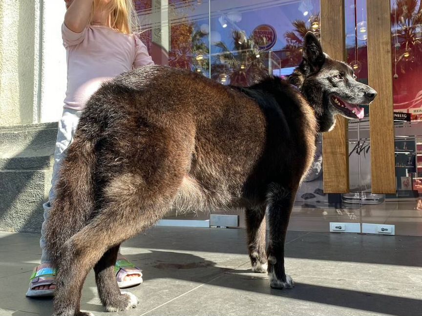 Алиса ласковая собака в добрые руки