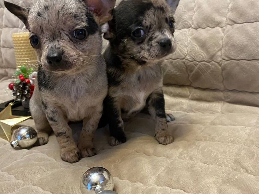 Щенки чихуахуа