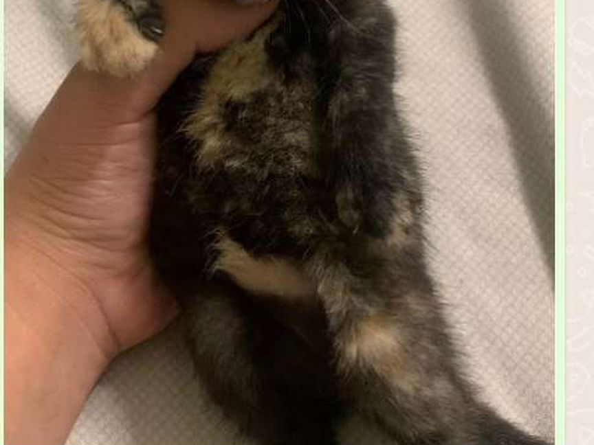 Кошка в дар