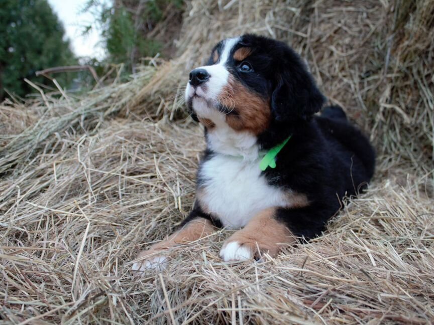 Бернский зенненхунд