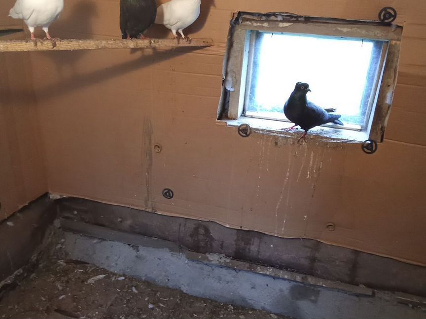 Голуби бакинцы