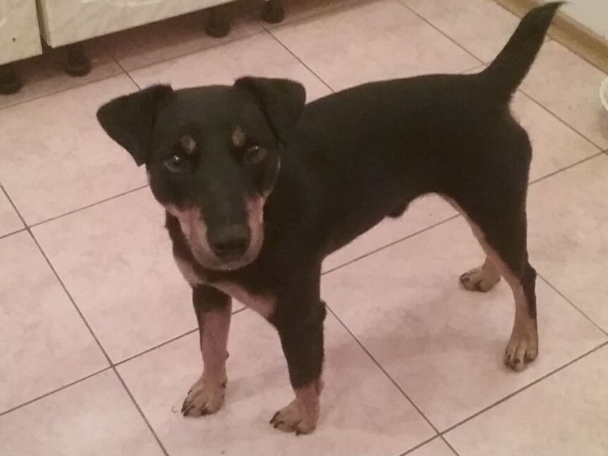 Вязка ягдтерьера