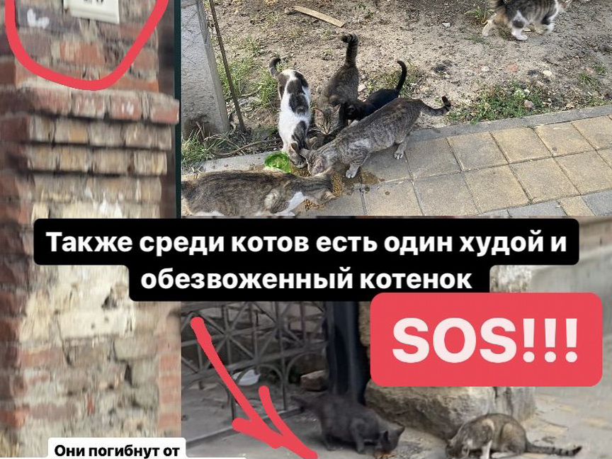 Погибают котята и коты без еды и без воды