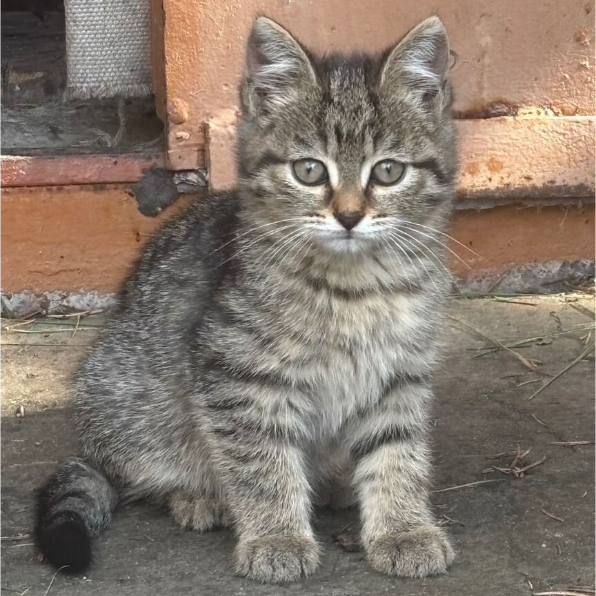 Котёнок в добрые руки