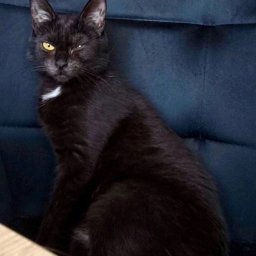 Особенная киса, нужен дом