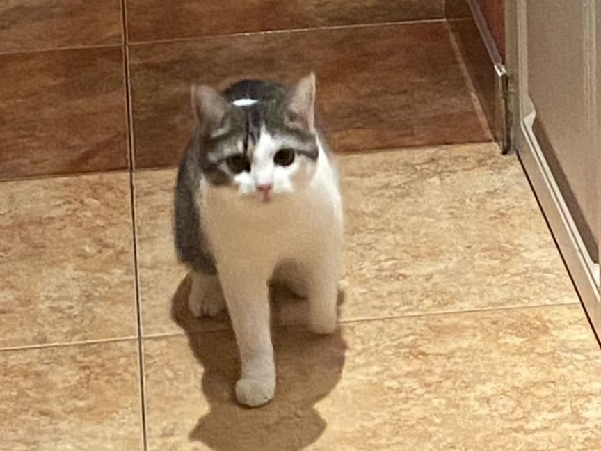 Кот по имени Йорик