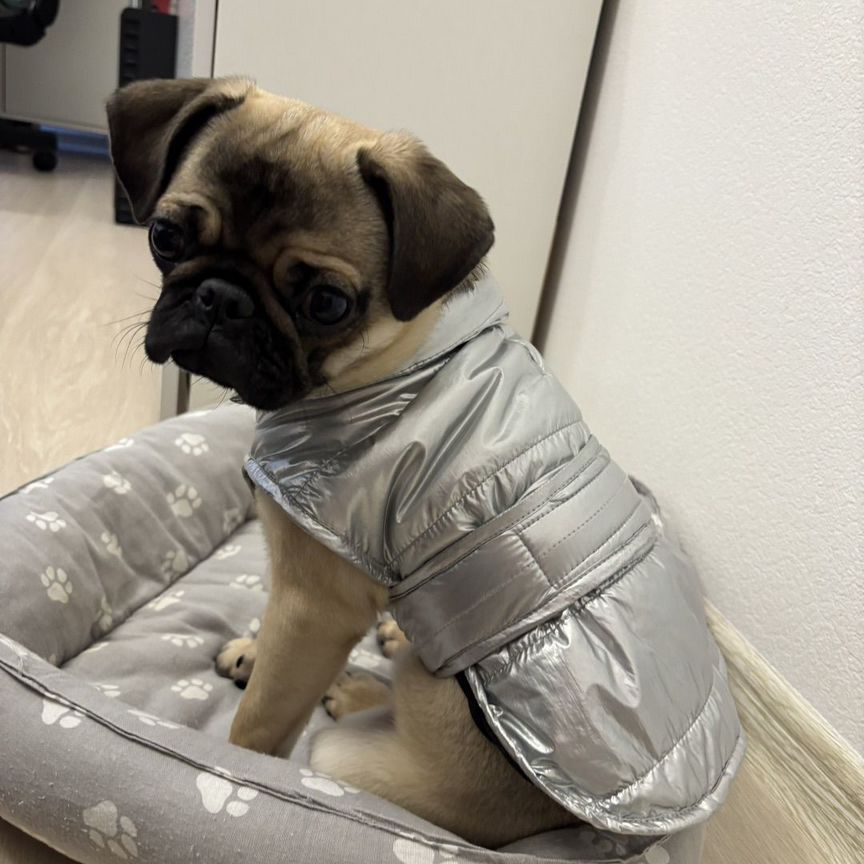 Жилетка для собак