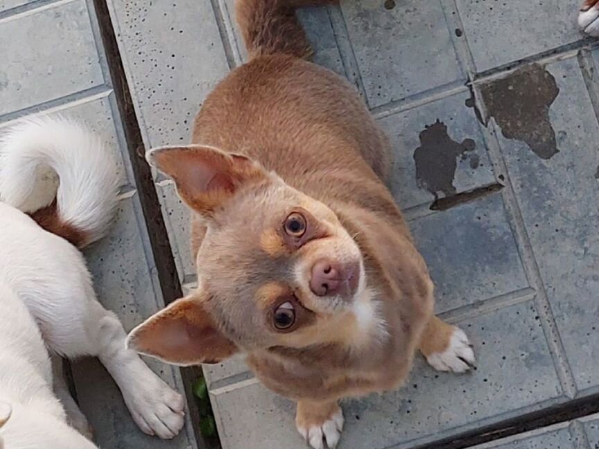 Девочка чихуахуа 2 года