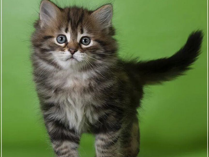 Котик Кун
