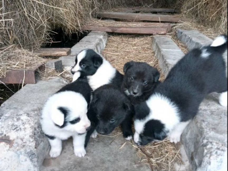 Русско европейская лайка