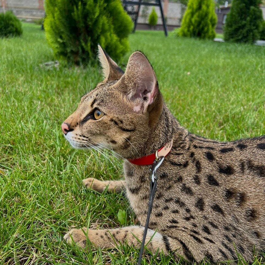 Кожаные ошейники для котов