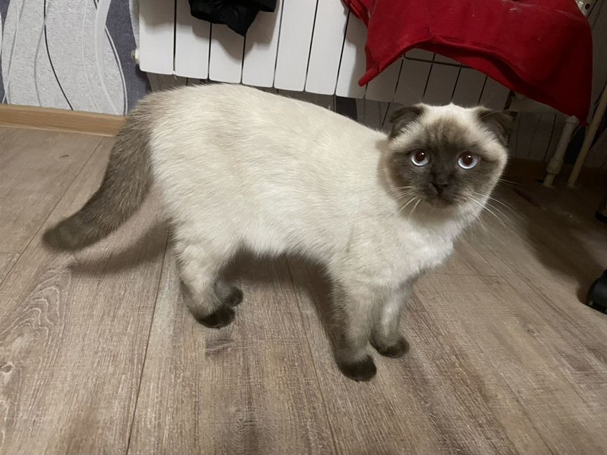 Кошка ищет жениха