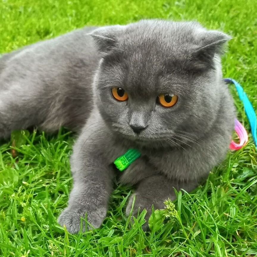 Британская короткошёрстная, взрослая кошка