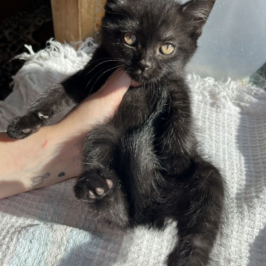 Черный котенок