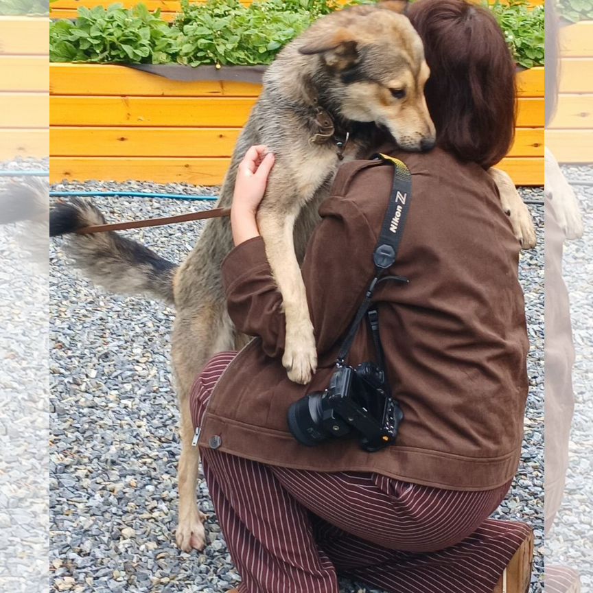 Собака в добрые руки