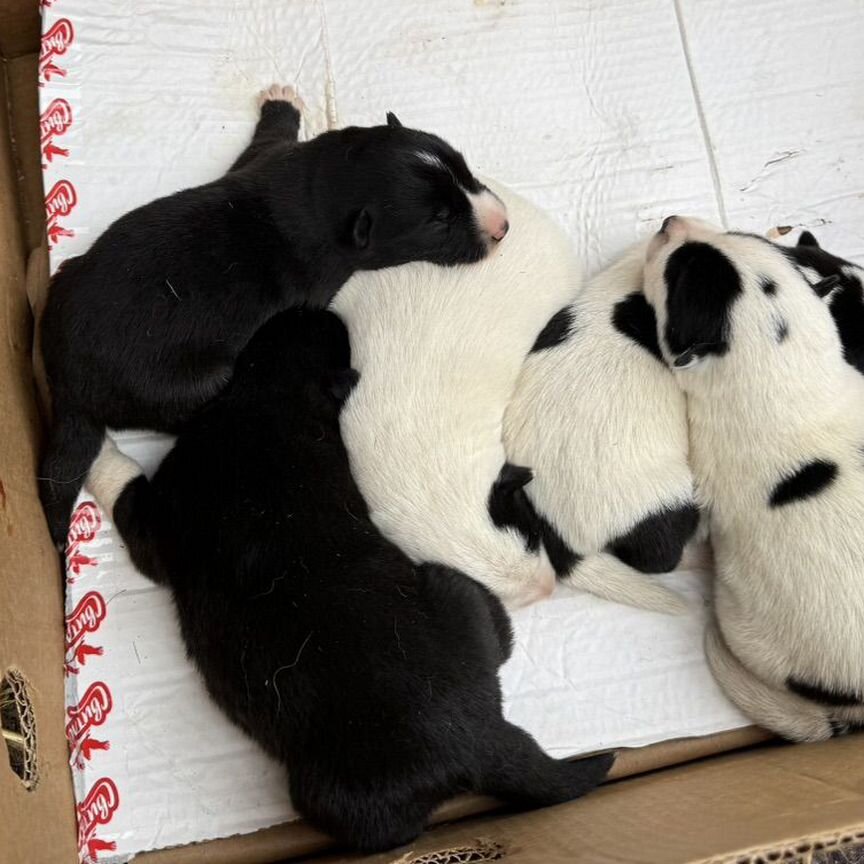 Русско-европейская лайка, щенок