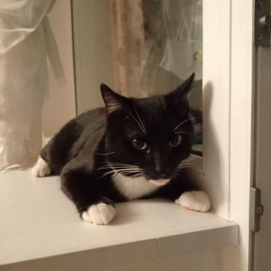 Кот