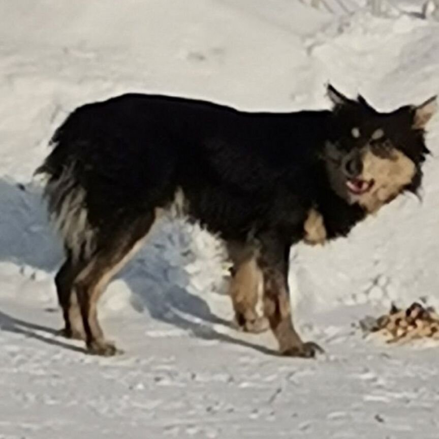 Взрослый пёс в добрые руки