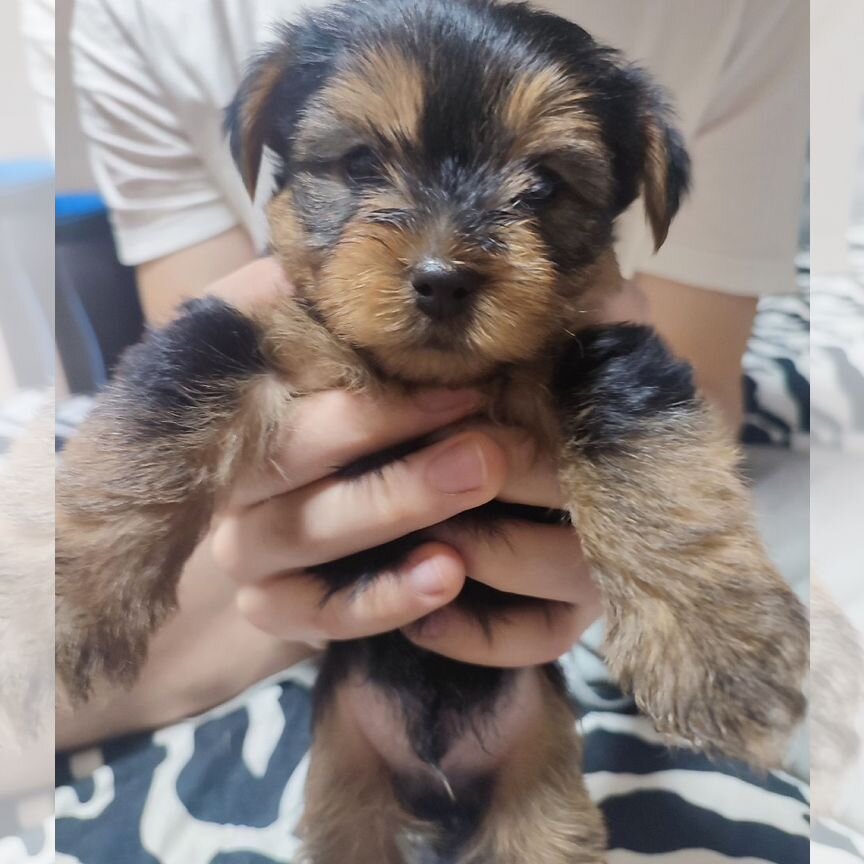 Йоркширский терьер, щенок