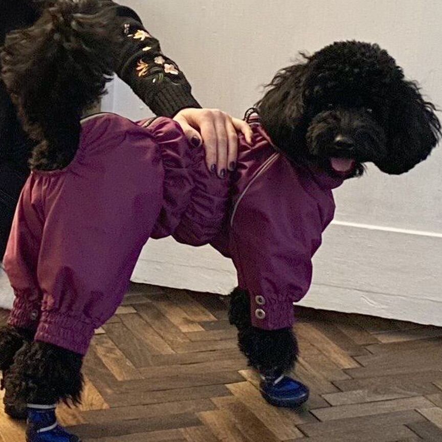 Дождевик для собак