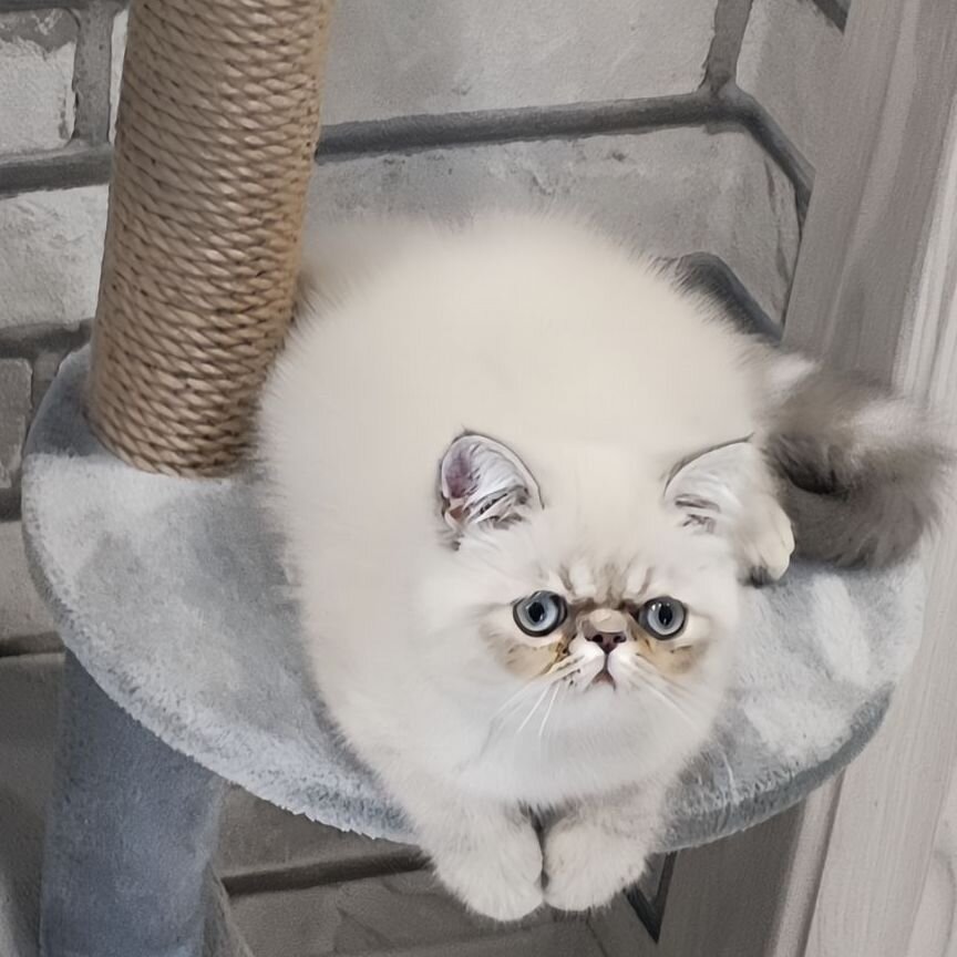 Экзотический короткошёрстный котёнок