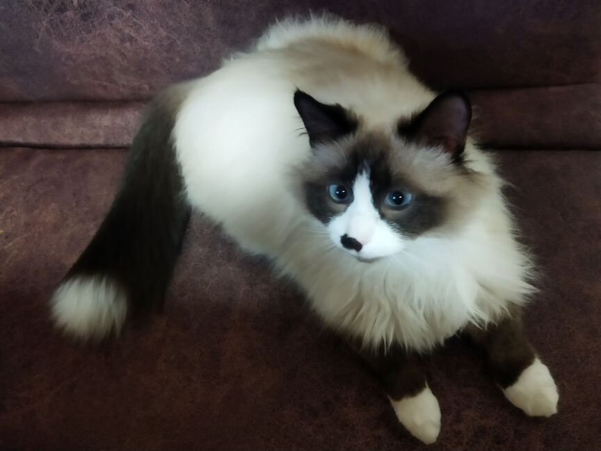 Отдам кота в добрые руки