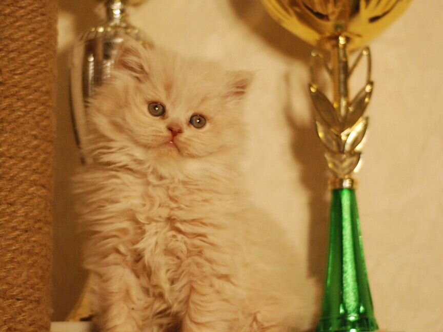 Само Совершенство