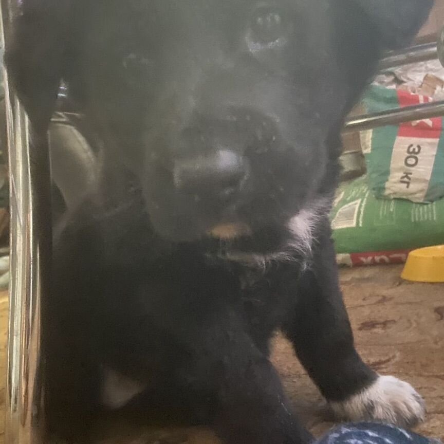 Щенок в добрые руки