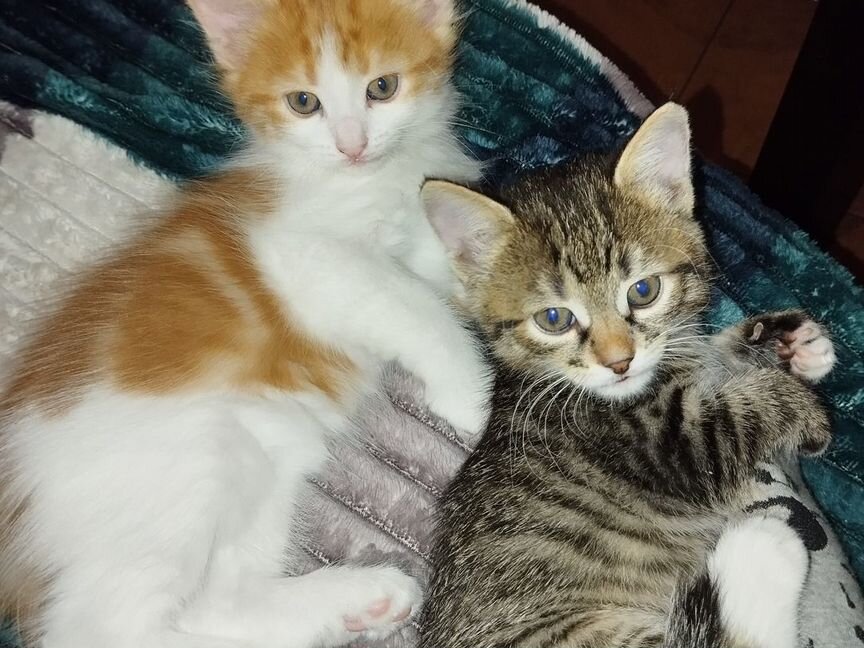 Котята в добрые руки бесплатно