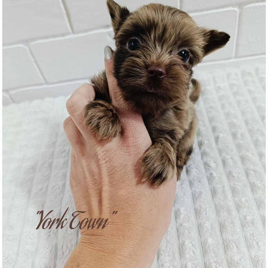 Крошка- мальчик