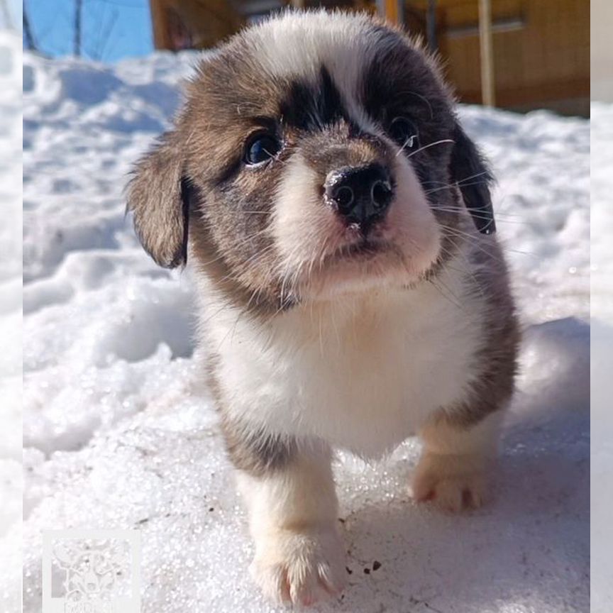 Вельш Корги Кардиган, щенок