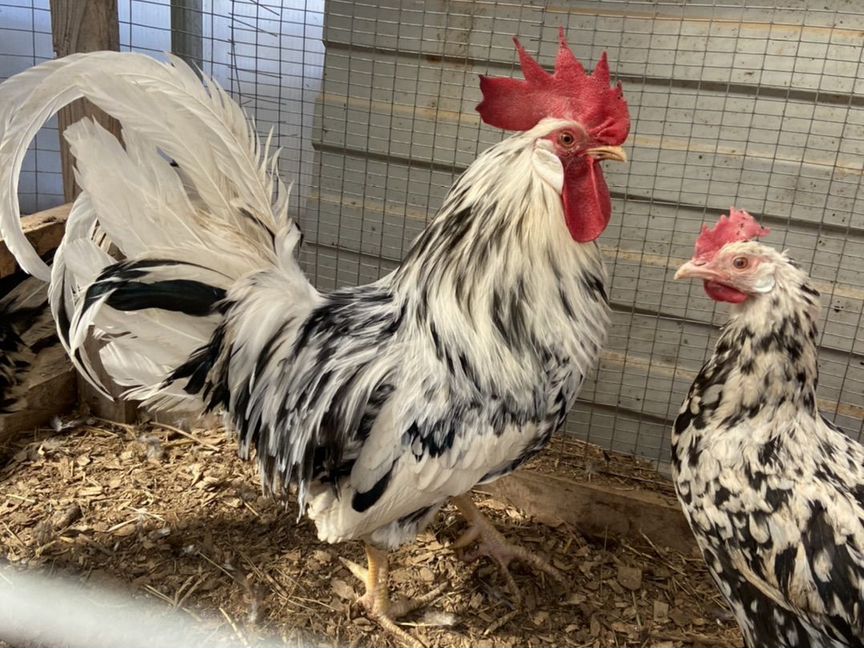 Куры леггорн далматинец