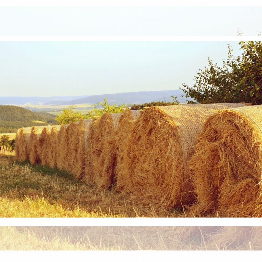 Сено в рулонах