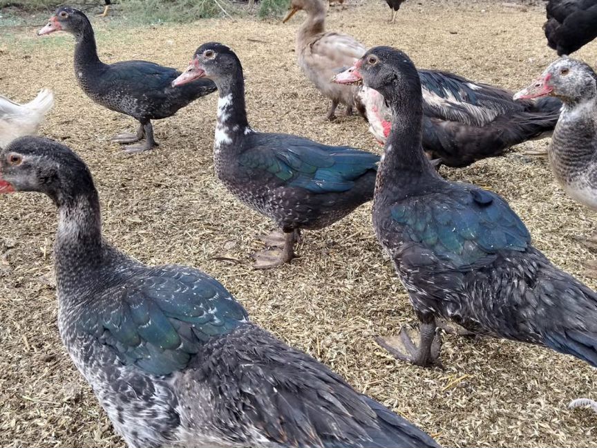 Продам индоуток