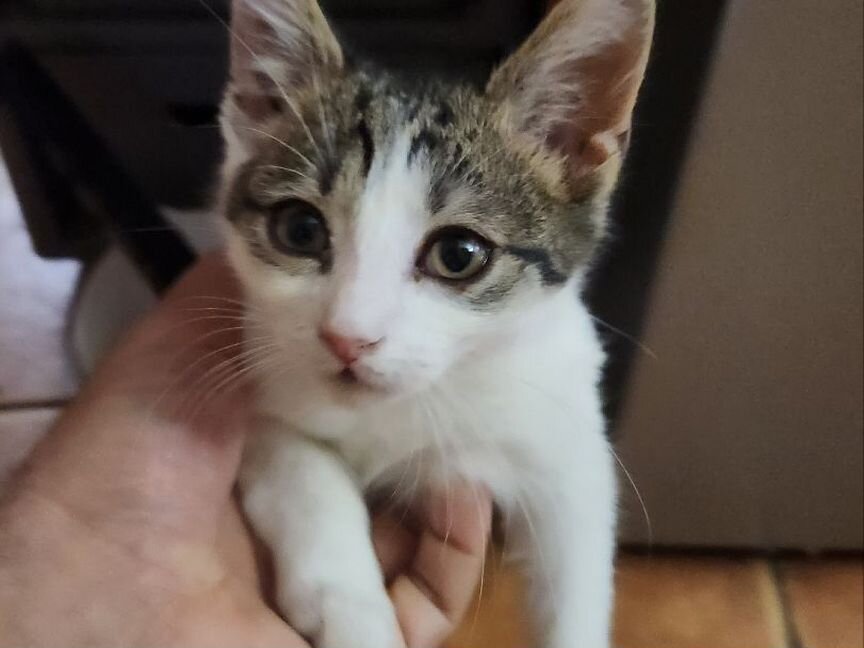 Отдам в хорошие руки котенка