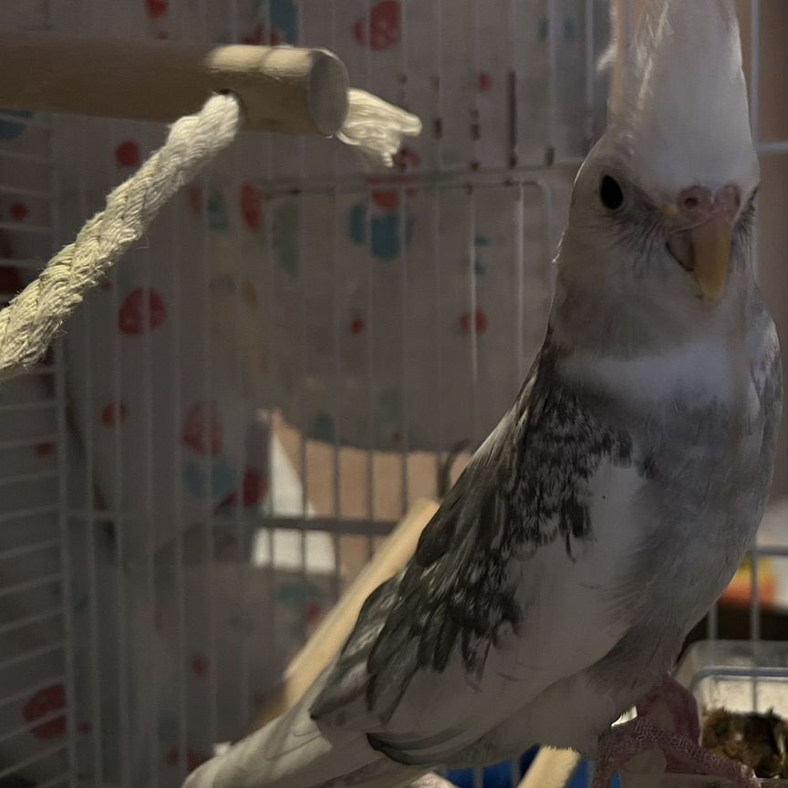 Попугай корелла безщекий самец