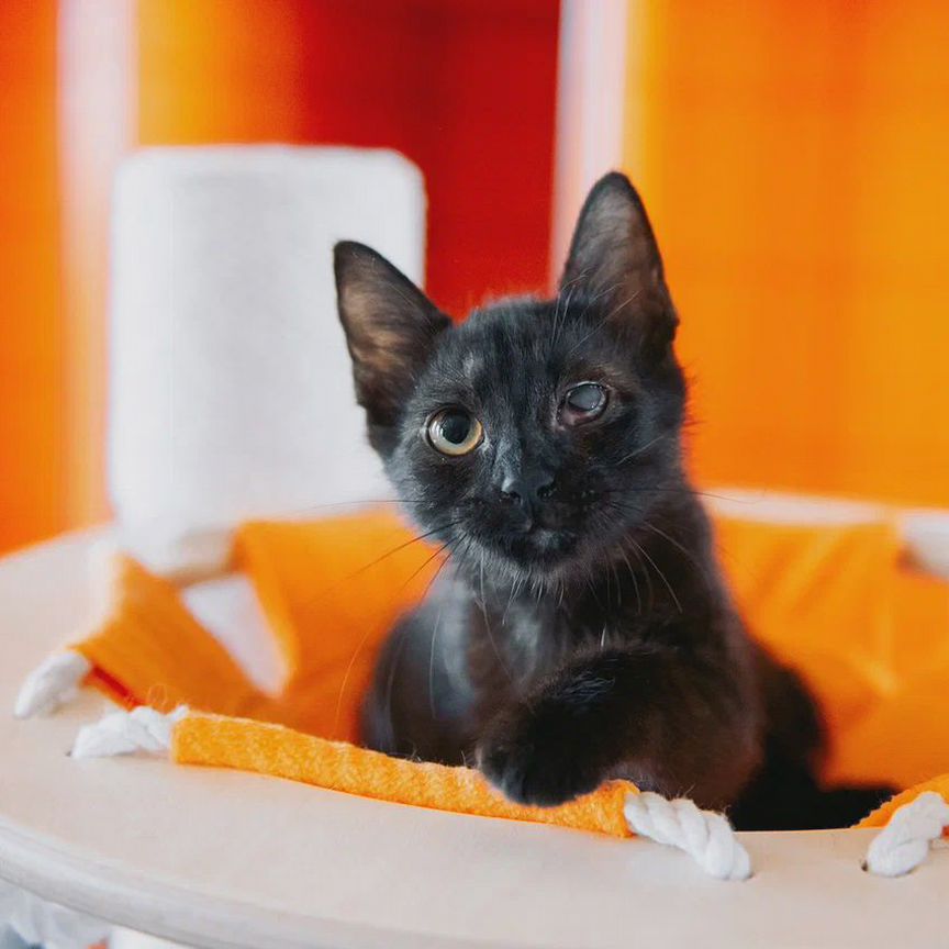 Малышка по кличке Майорка ищет дом