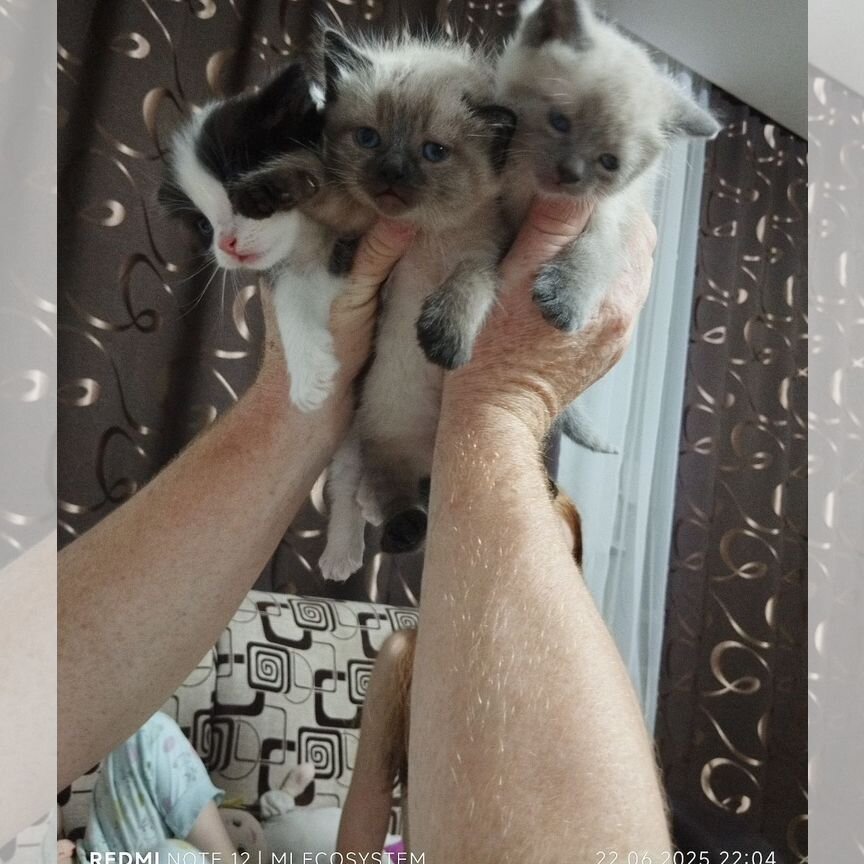 Котята пушистики