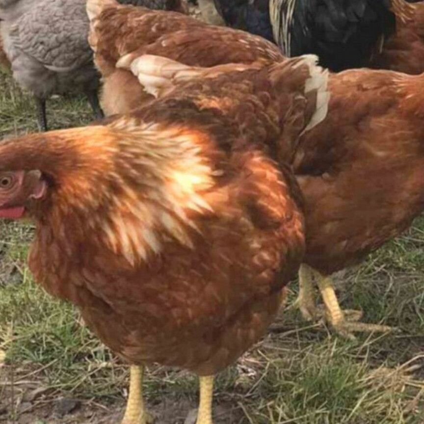 Курица несушка молодняк