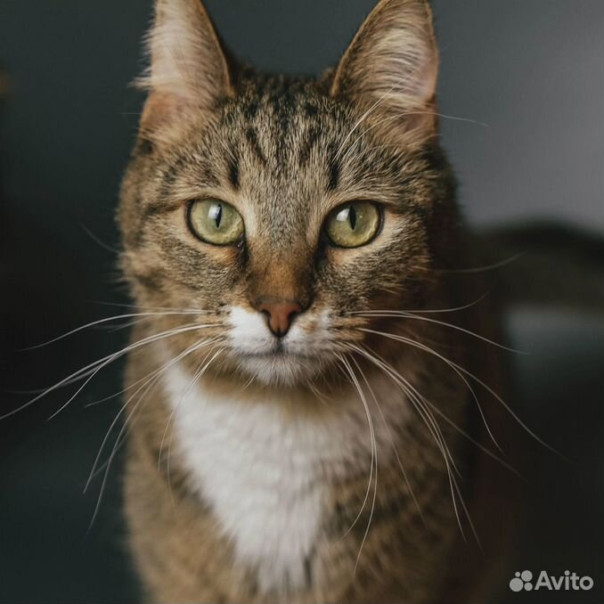 Котик-хвостик Мотя всегда будет рад вашей компани