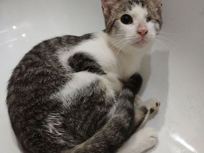 Брошенный всеми котенок Лаки
