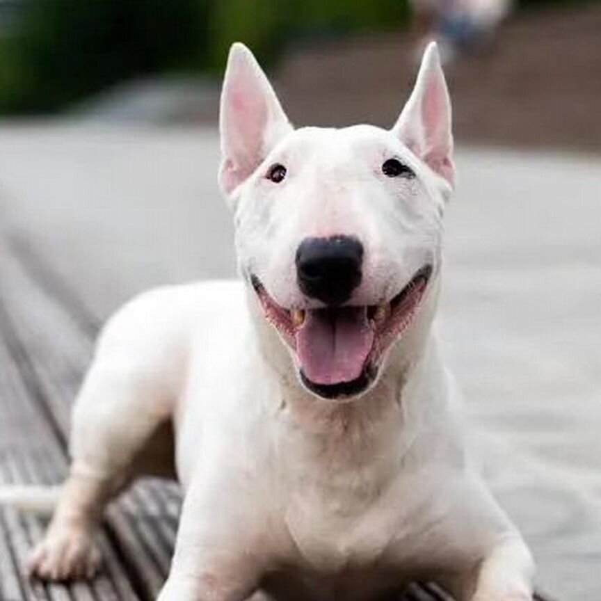 Бультерьер, щенок