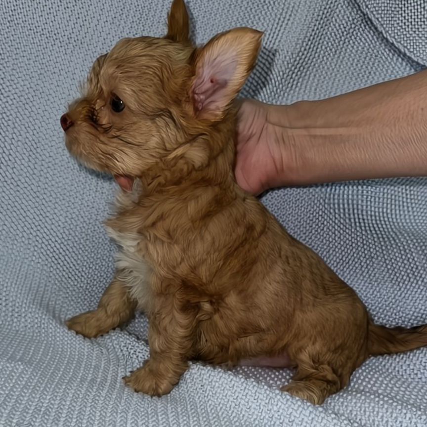 Бивер-йоркширский терьер, щенок