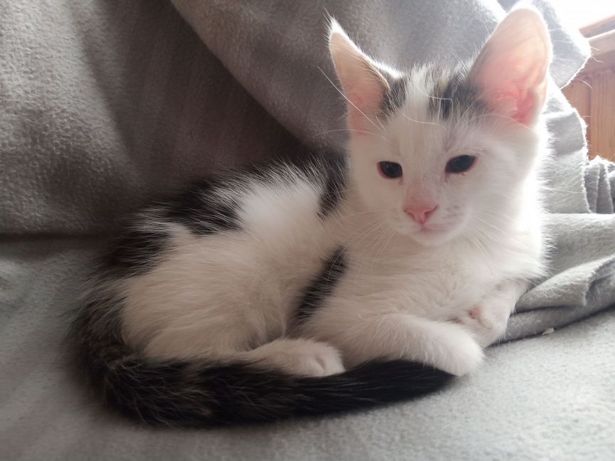 Котëнок мейн кун