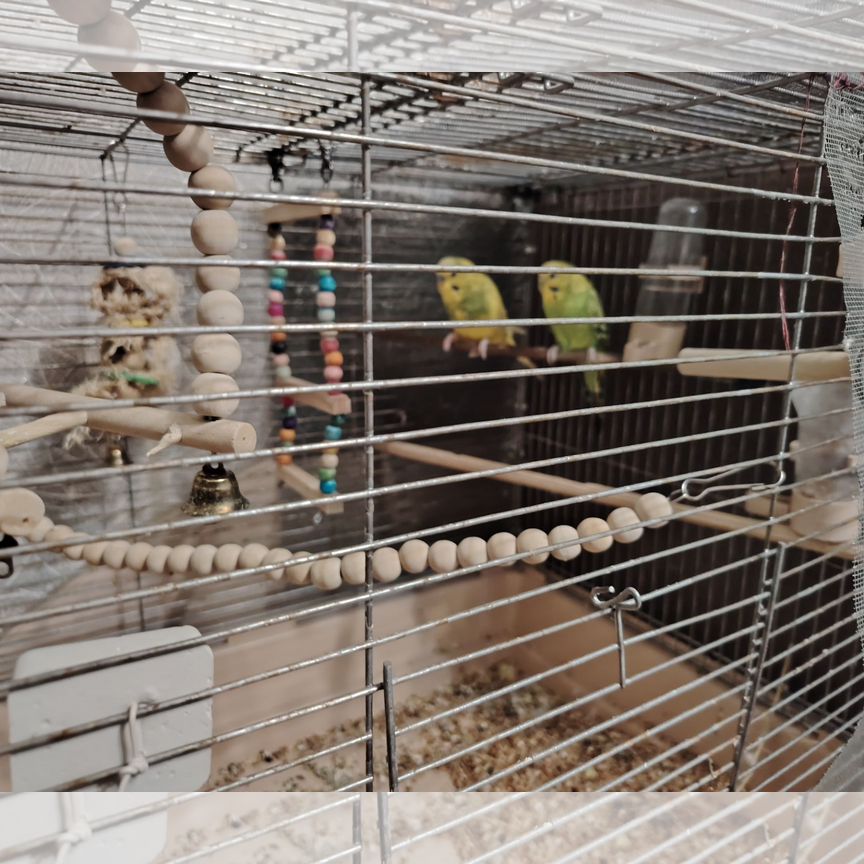 Волнистый попугай