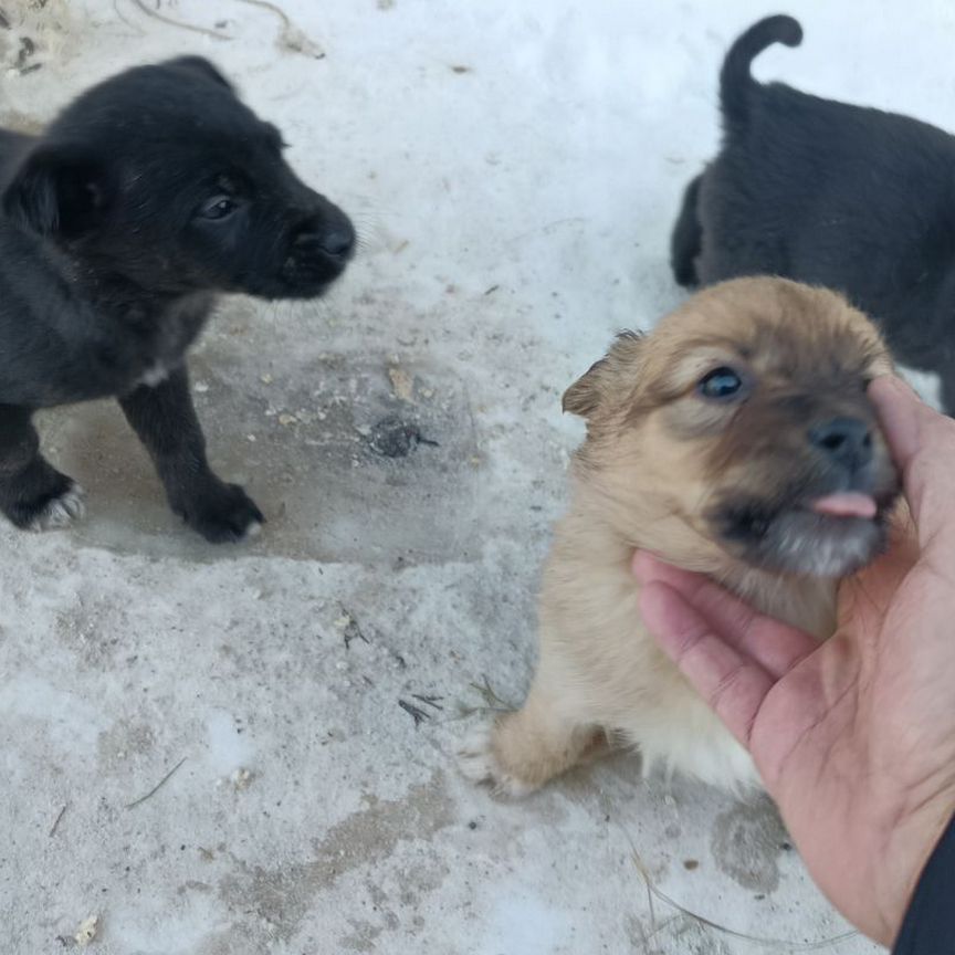 Щенок в добрые руки