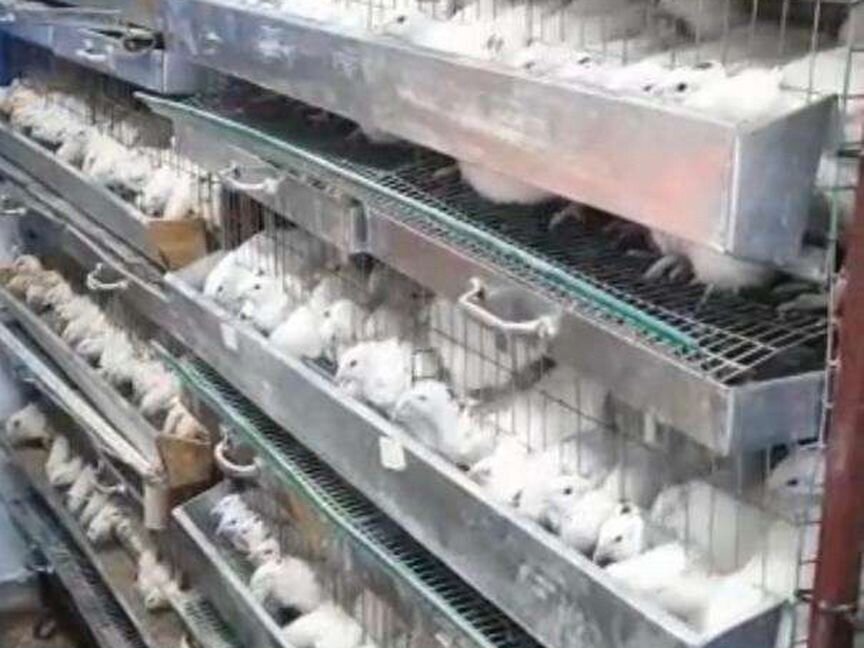 Перепела живая птица,разный возраст