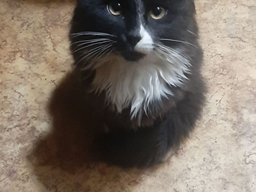 Маленький котик