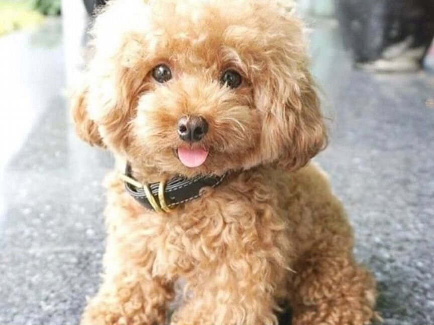 Малышка Той Пудель